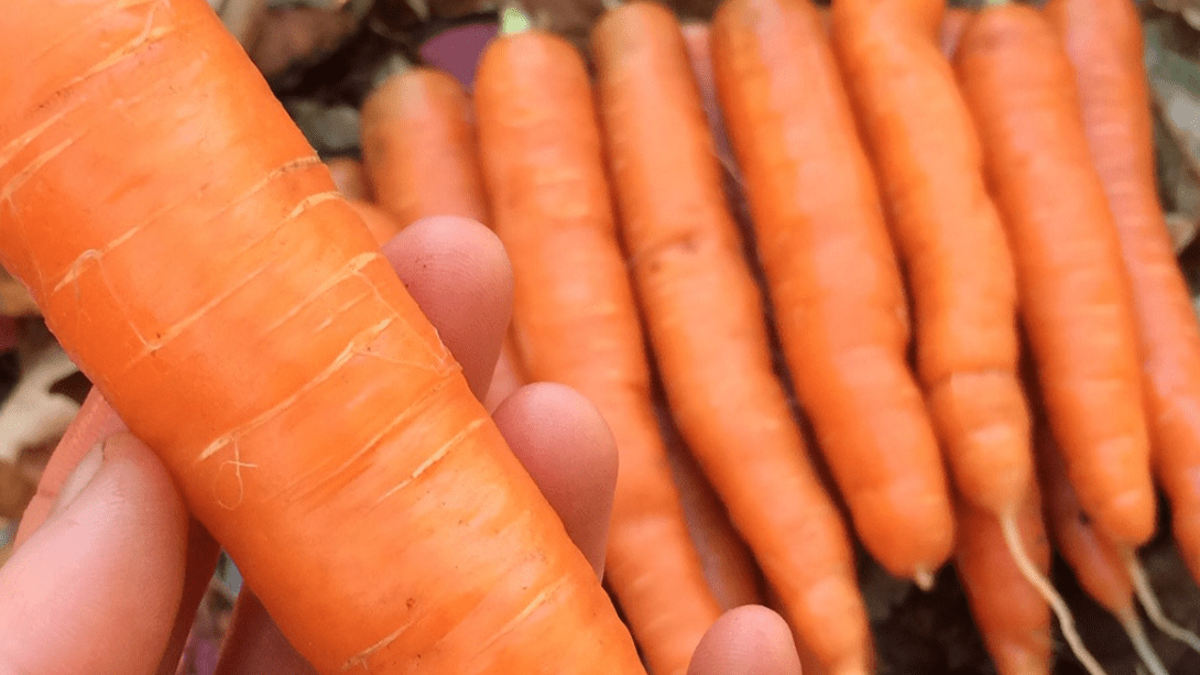 Grow Carrots with Confidence - Fruition Seeds