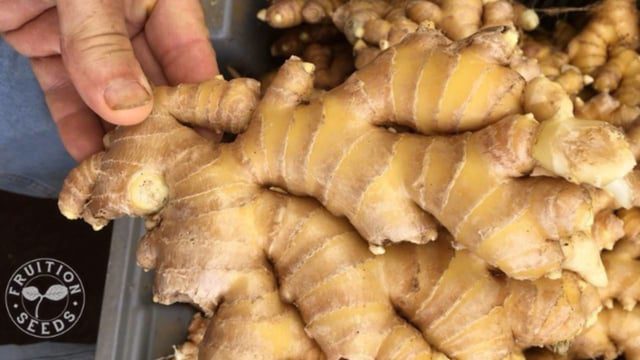 Sourcing the Best Ginger to Grow - Fruition Seeds