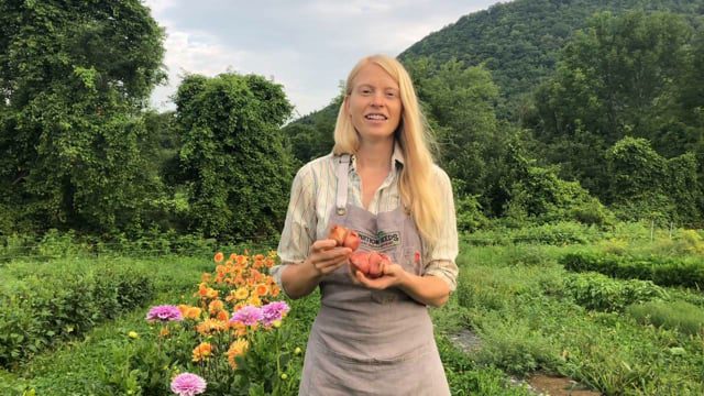 The Story of Dutch Red Shallots - Fruition Seeds