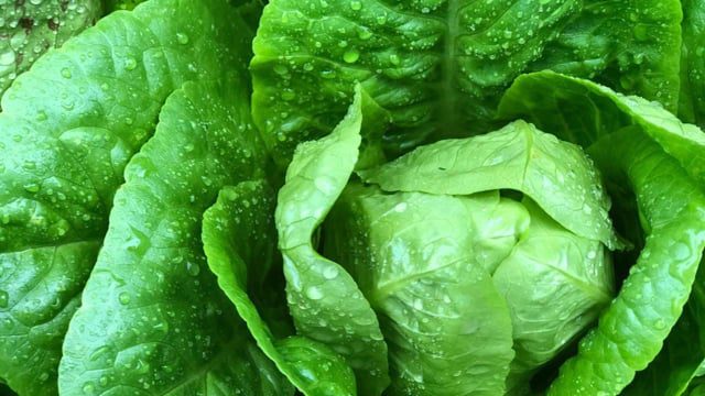 Tips for Sowing Lettuce - Fruition Seeds