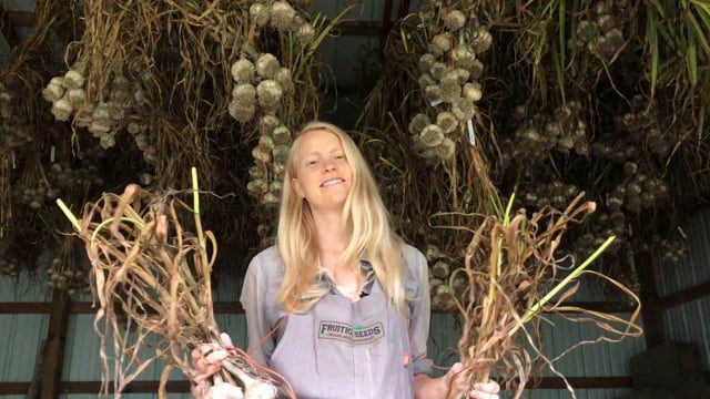 Considerations for Curing Hardneck Garlic - Fruition Seeds