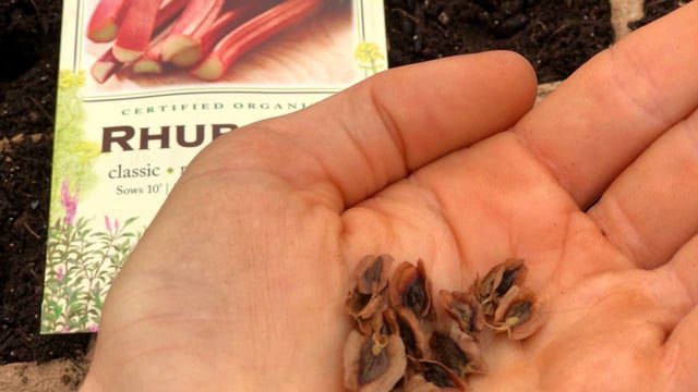 Growing Rhubarb from Seed - Fruition Seeds