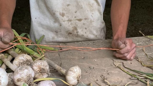 Mike's Slipknot for Hanging Garlic Bundles - Fruition Seeds