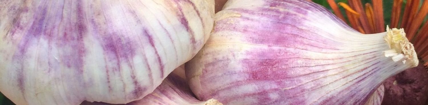 Growing Garlic & Shallots Organically - Fruition Seeds