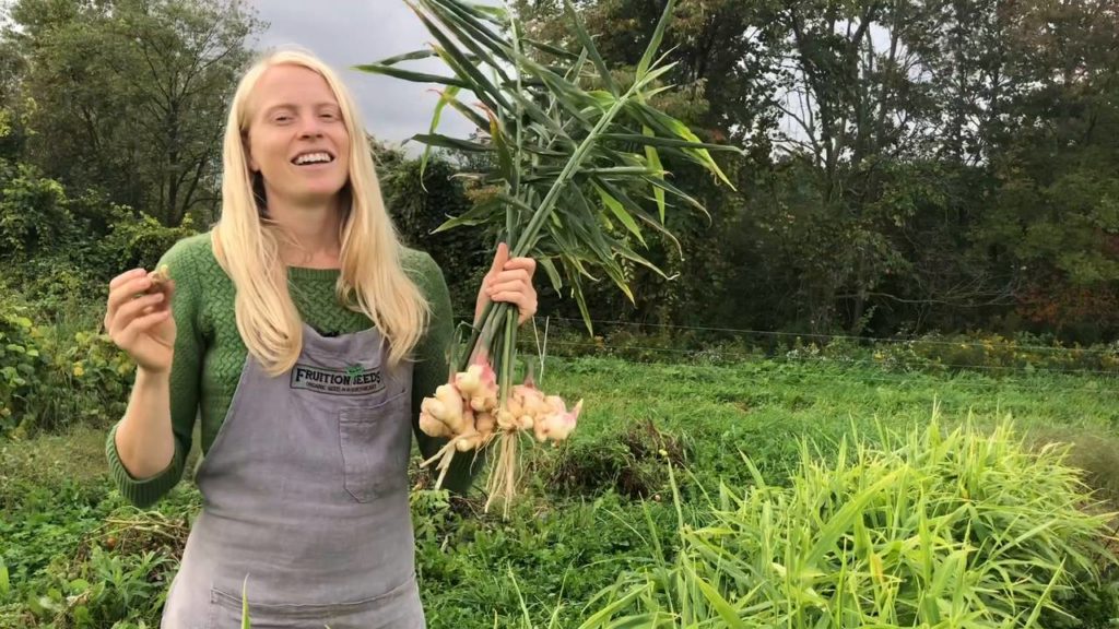 Growing Ginger Step by Step: The Overview - Fruition Seeds