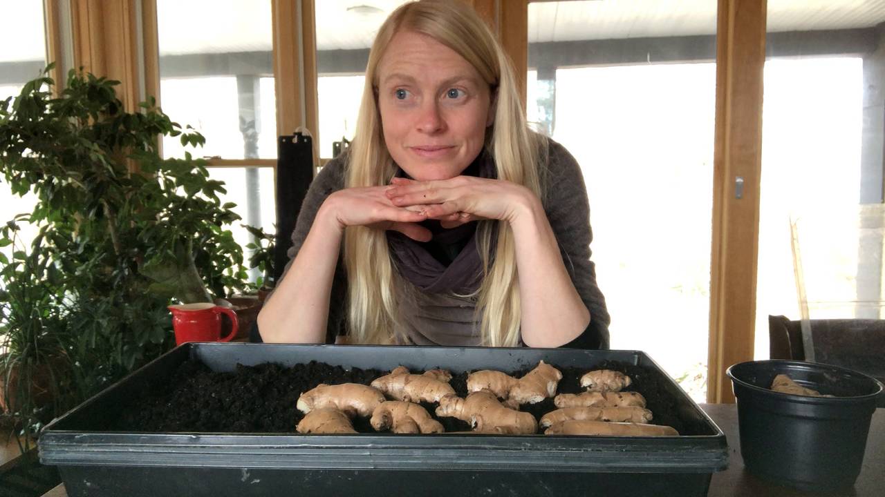 Planting Ginger: A Quick Peek at Ours - Fruition Seeds