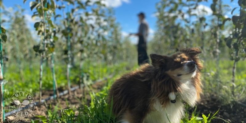 Apple Q&Q: Healthy Trees in Yr 1 + Spring Planting Planning in late ...