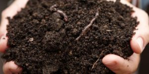 5 Keys to Establishing an Organic Apple Orchard & 5 Common Mistakes to ...