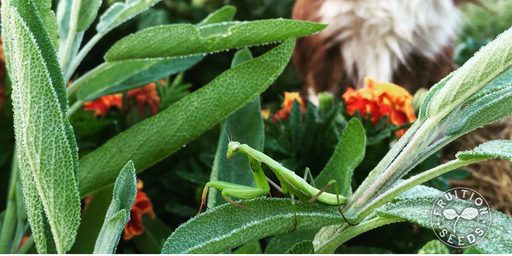 For Fun! - Fruition Seeds