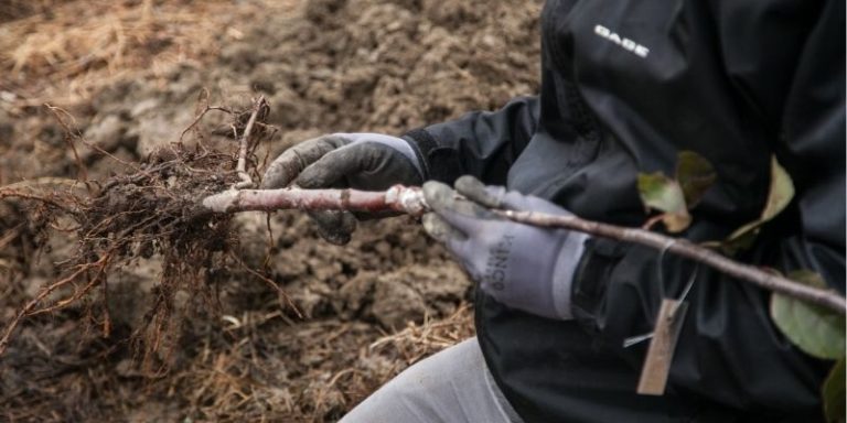Rootstocks & The Anatomy of a Grafted Apple Tree - Fruition Seeds