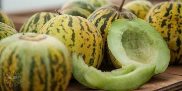 Organic Chinese Savory Melon - Fruition Seeds