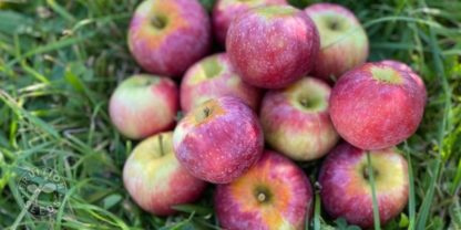 Why We Love Triumph Apple - Fruition Seeds