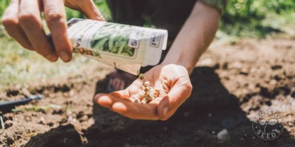 How to Host Your Own Seed Swap (& Grow So Much More Than Gardens ...