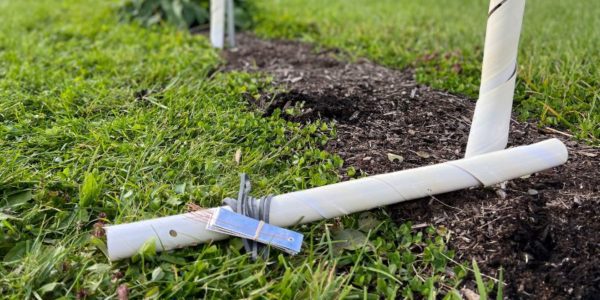 Trunk Protectors: Little Actions that Make a Huge Difference - Fruition ...