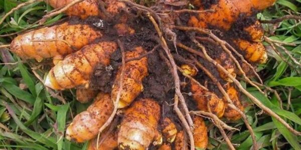 Six Steps to Grow Your Own Ginger & Turmeric - Fruition Seeds
