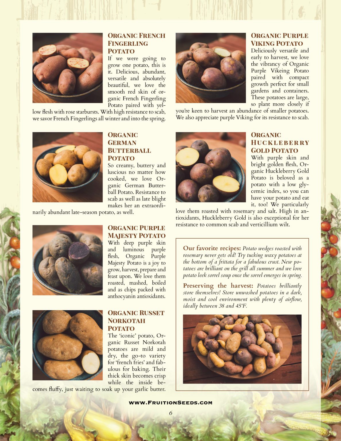Organic French Fingerling Potato - Fruition Seeds