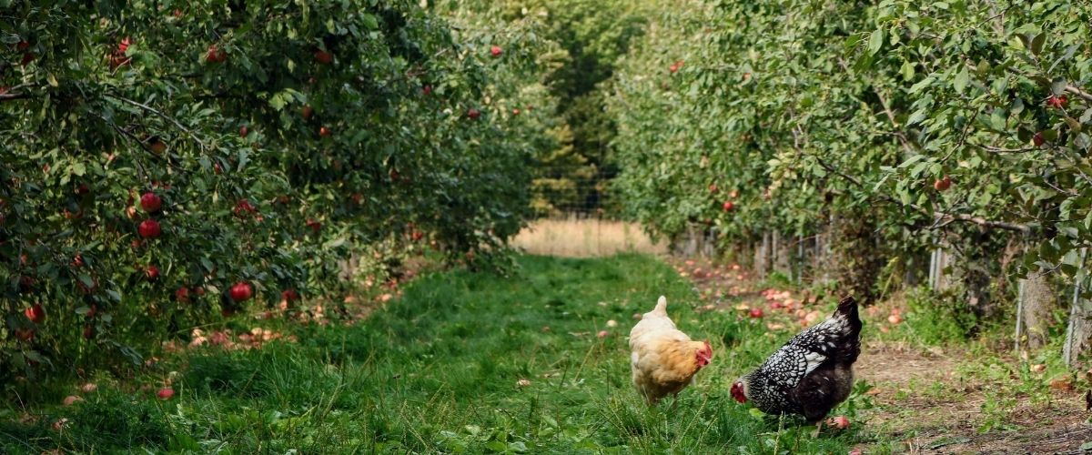 Apple Tree Anatomy - Fruition Seeds