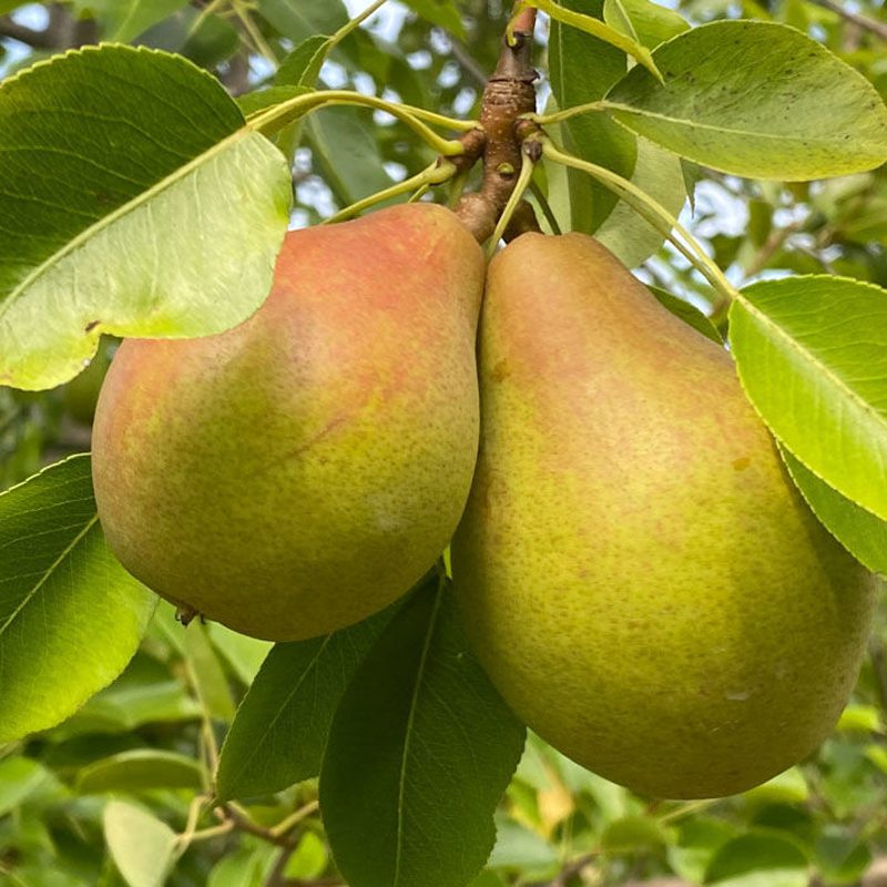 Organic Magness Semi-Dwarf Pear Tree - Fruition Seeds Organic Magness Semi-Dwarf Pear Tree - Fruition Seeds