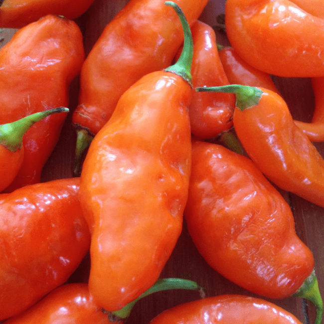 Organic Habanada Sweet Snacking Pepper - Fruition Seeds
