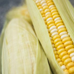 Organic Double Standard Sweet Corn - Fruition Seeds