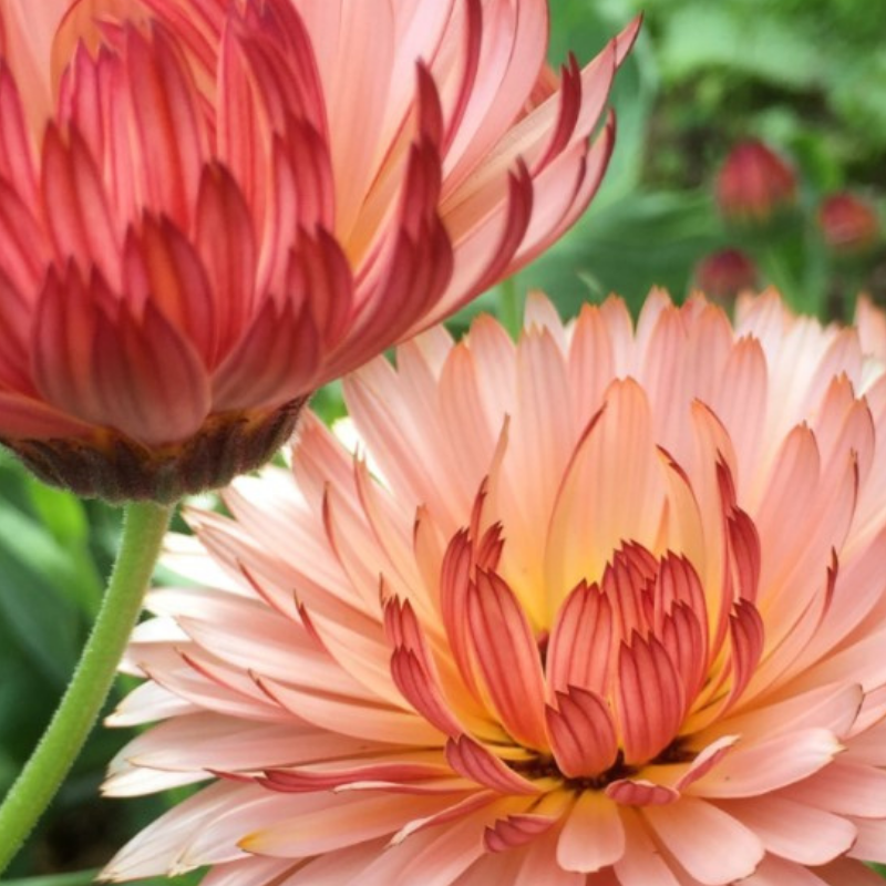 Calendula Growing Guide - Fruition Seeds