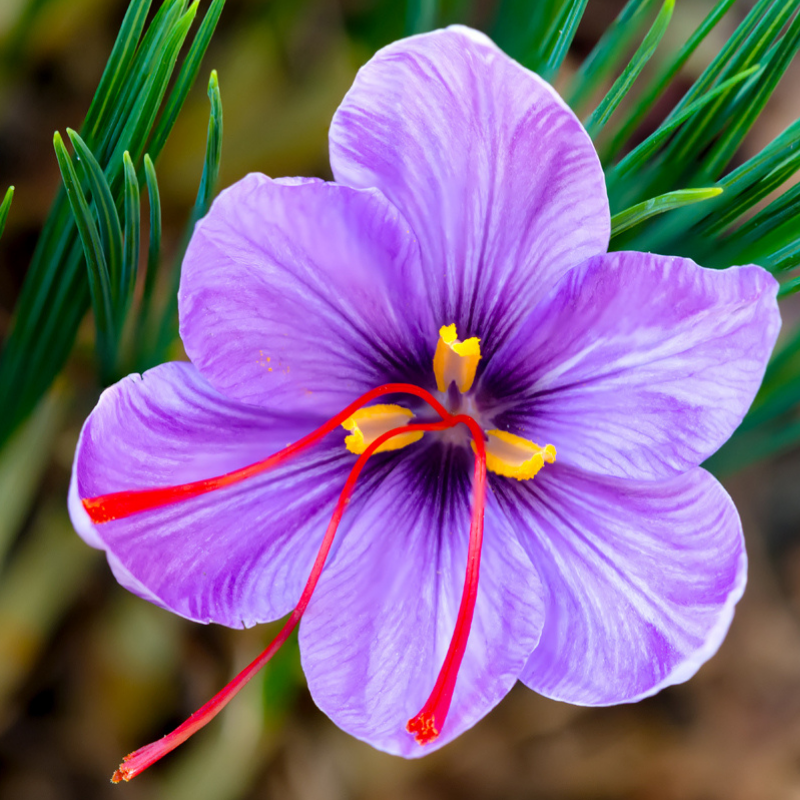 Organic Saffron Crocus Corms - Fruition Seeds Organic Saffron Crocus Corms - Fruition Seeds