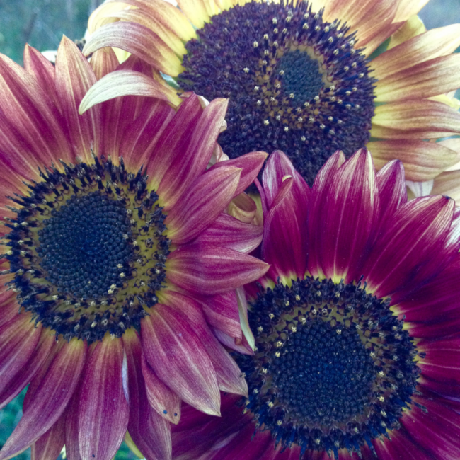 Sunflower Archives - Fruition Seeds
