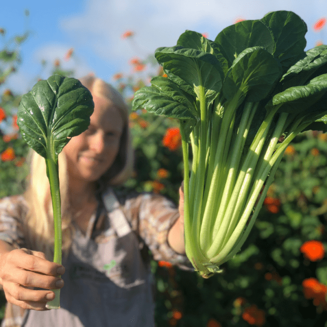 Organic Asian Spinach | Tatsoi - Fruition Seeds