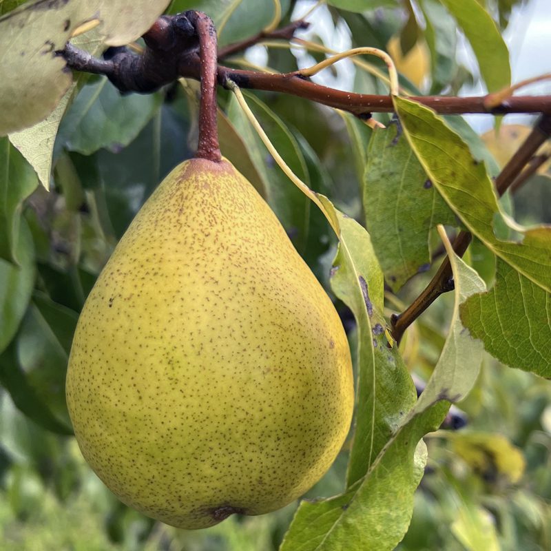 Organic Shenandoah Semi-Dwarf Pear Tree - Fruition Seeds Organic Shenandoah Semi-Dwarf Pear Tree - Fruition Seeds
