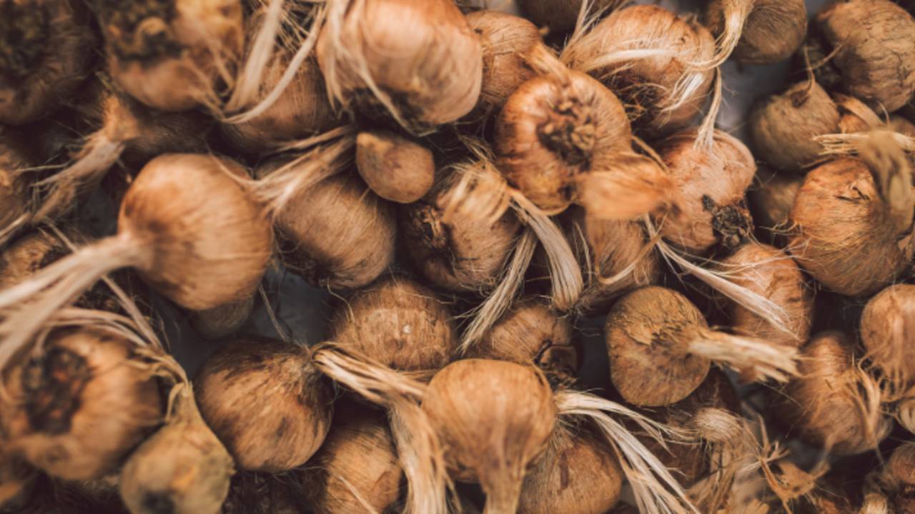 Grow Your Own Saffron! - Fruition Seeds