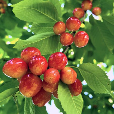 Cherry Archives - Fruition Seeds