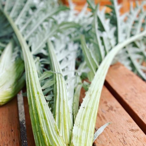 Cardoon Archives - Fruition Seeds