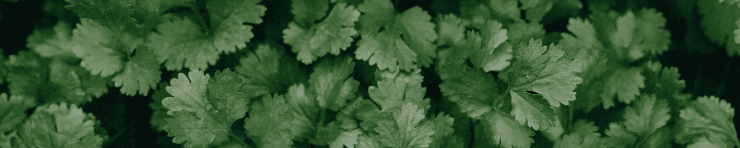 Cold-Hardy Archives - Fruition Seeds