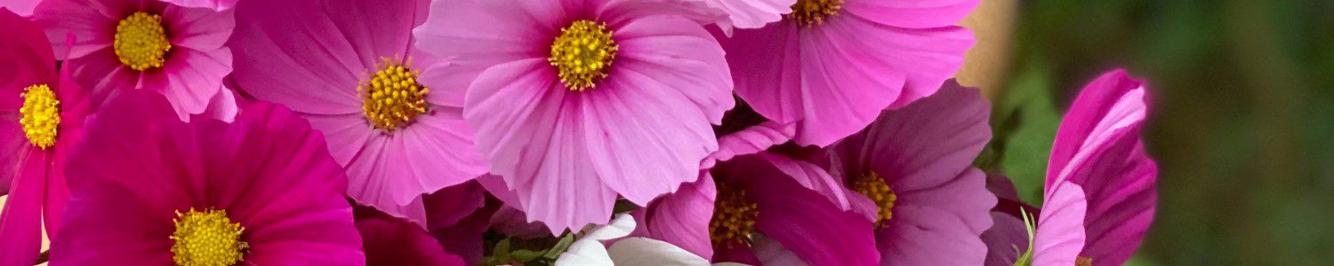 Cosmos Archives - Fruition Seeds