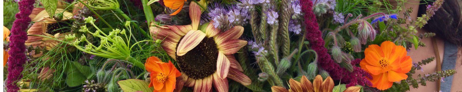 Insectary Mix Archives - Fruition Seeds