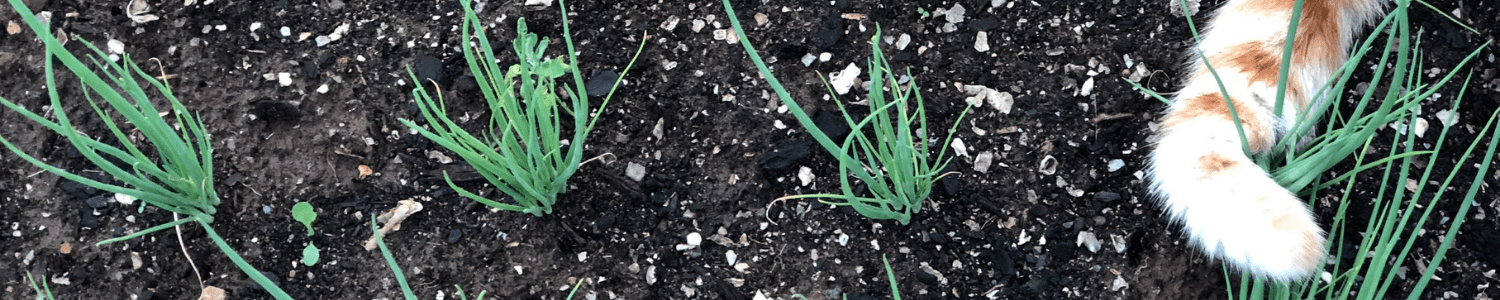 Scallions Archives - Fruition Seeds