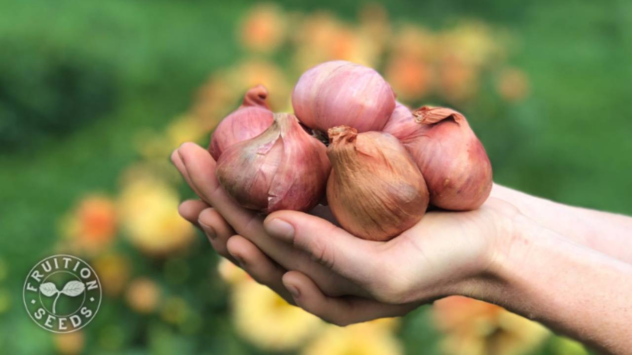 And Don't Forget the Shallots 🙂 - Fruition Seeds