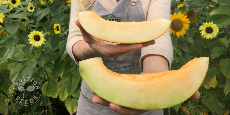 How to Know When a Melon is Ripe - Fruition Seeds