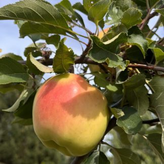 Organic Apple Trees Archives - Fruition Seeds