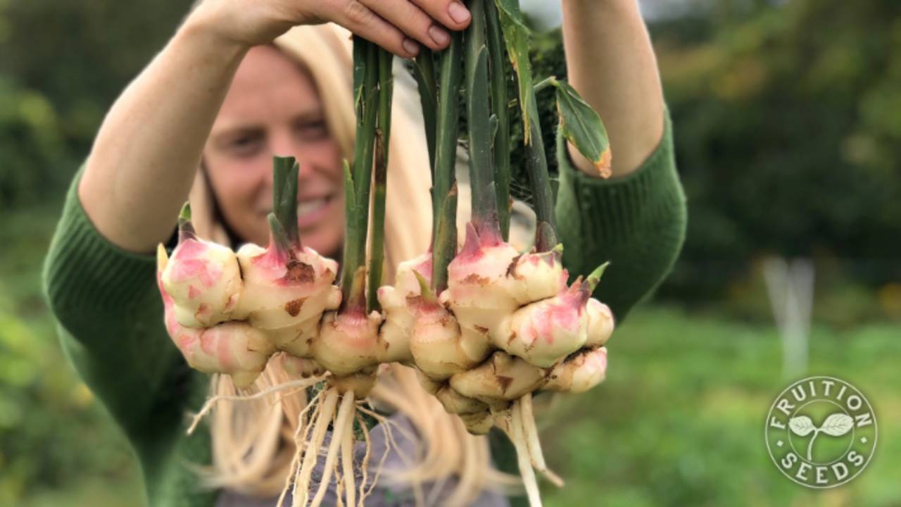Sprouting Ginger: A Checklist to Set Yourself Up for Success - Fruition ...