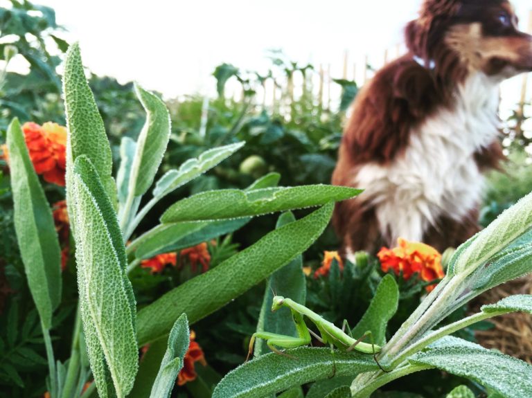 The Truth About Praying Mantis (May Surprise You) - Fruition Seeds