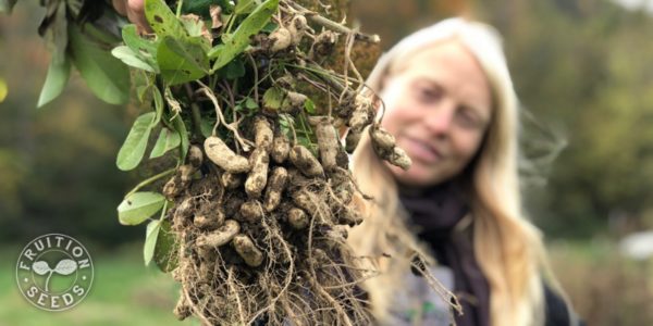How to Grow Peanuts in Short Seasons - Fruition Seeds