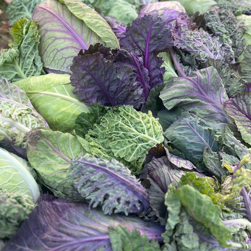 Organic Mermaid's Aurora v.1 Collard x Cabbage - Fruition Seeds
