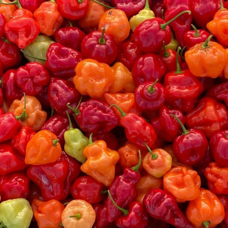 Organic Pepper Seeds - Fruition Seeds