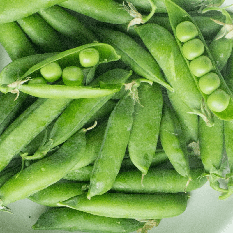 Peas Growing Guide - Fruition Seeds