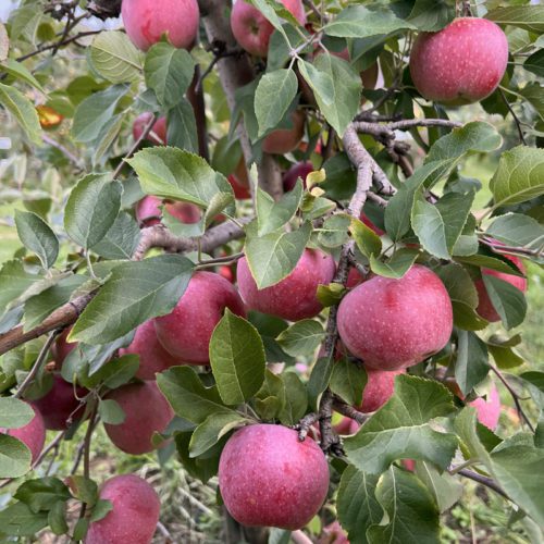 Organic Apple Trees Archives - Fruition Seeds
