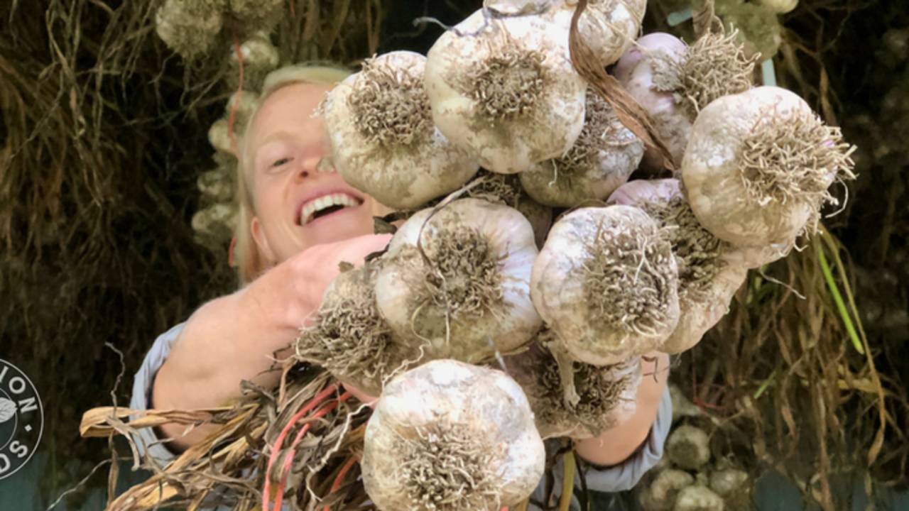 Curing Garlic 101 - Fruition Seeds