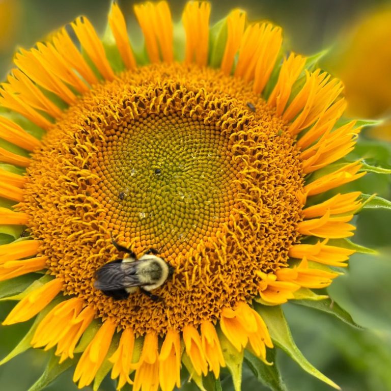 Sunflower Archives - Fruition Seeds