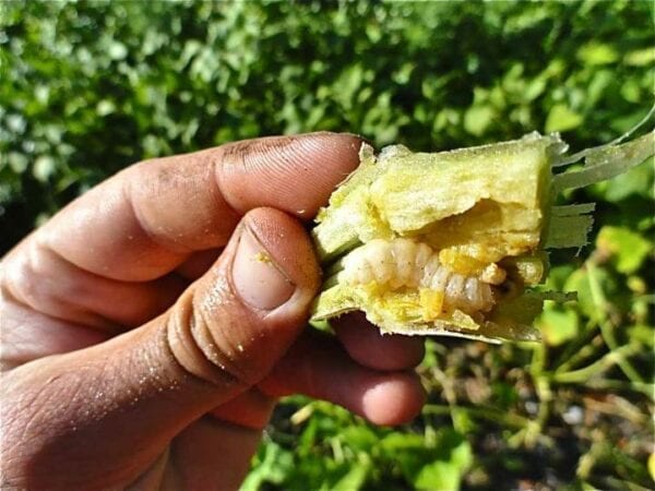 The Dreaded Squash Vine Borer & How to Still Enjoy Zucchini All Season ...