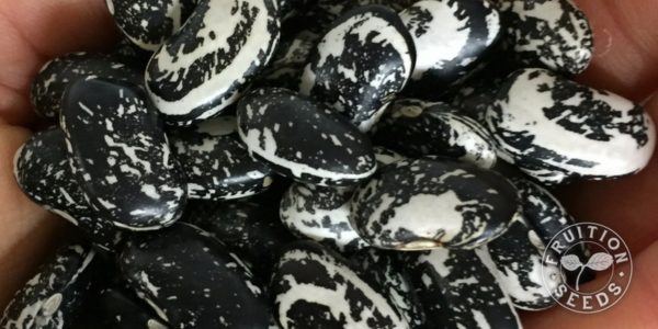 5 Tips for Growing Great Beans - Fruition Seeds